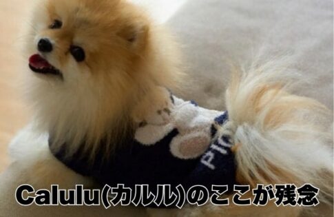 Calulu(カルル)犬服の口コミは？特徴・魅力・ちょっと残念な点まで徹底紹介 | ヤバインテリア